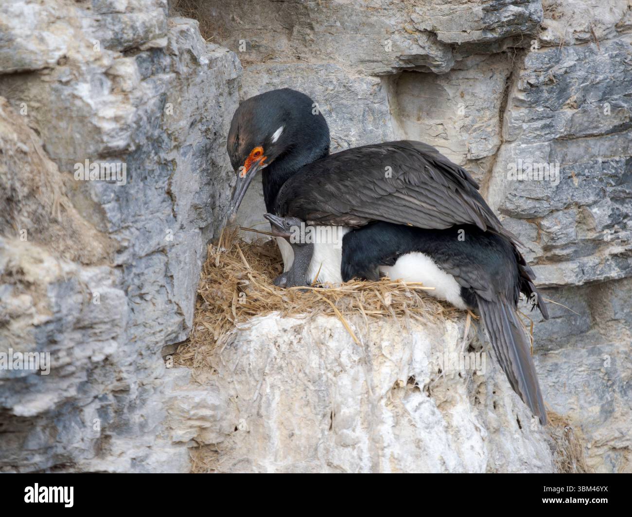 Rock shag or Magellanic cormorant on nest with chick in the cliffs of ...