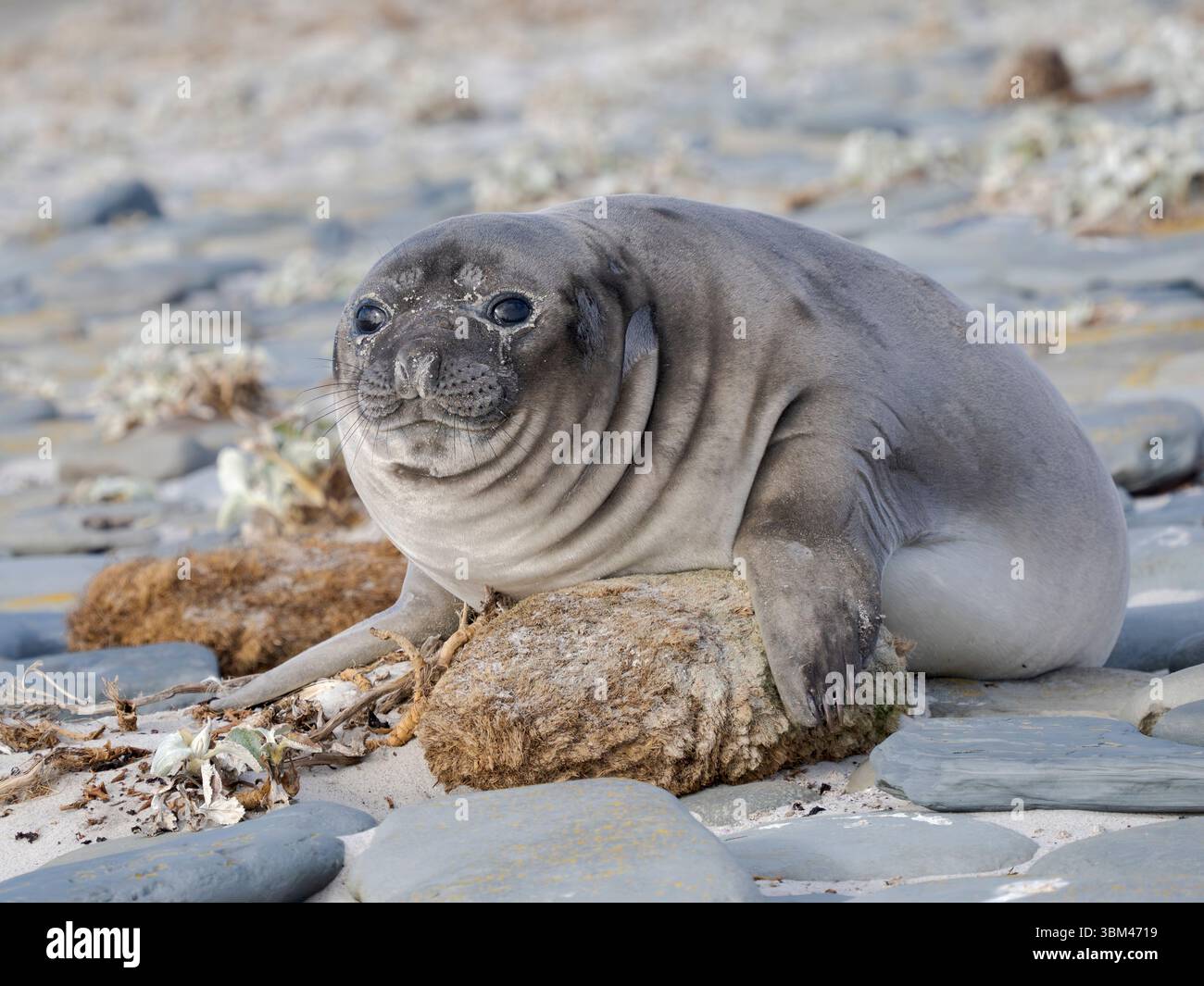 Weaned pup. Southern elephant seal during mating and pupping season on ...