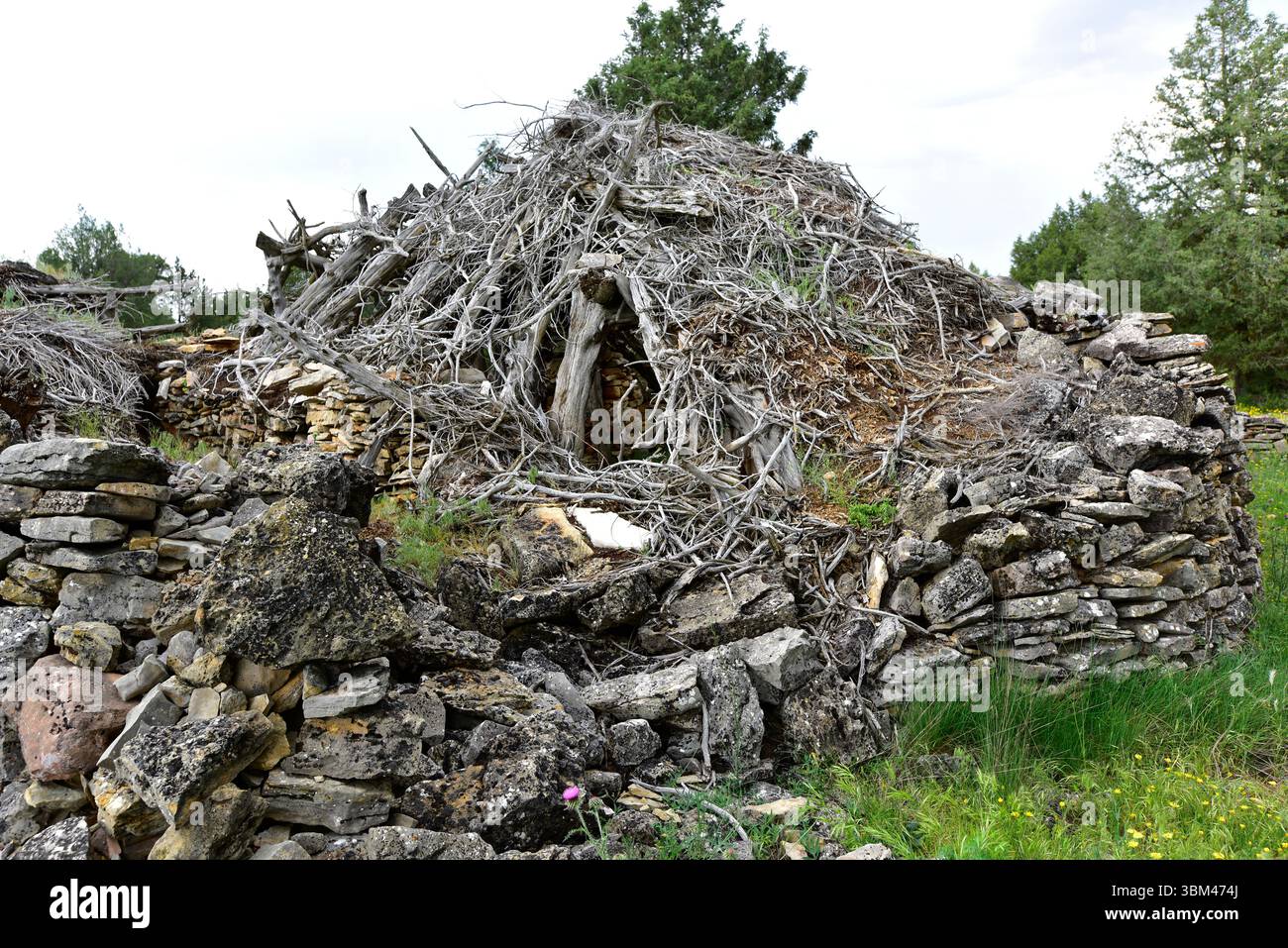 Chozón sabinero (shepherd's hut) built with spanish juniper (Juniperus ...