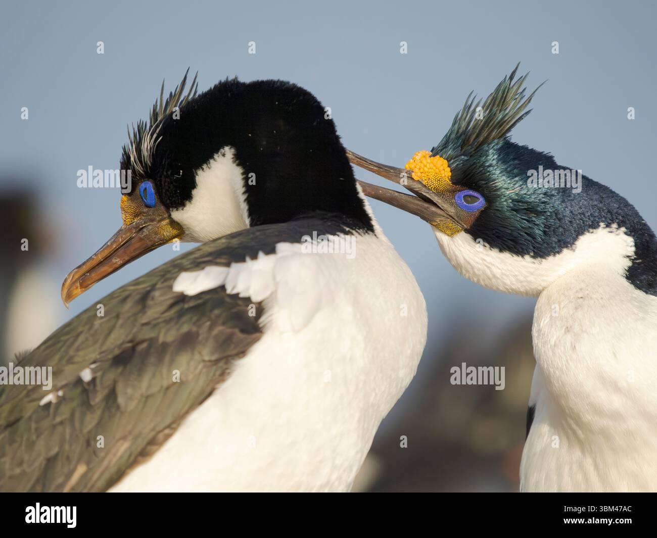 Imperial Shag also called King Shag, blue-eyed Shag, blue-eyed ...