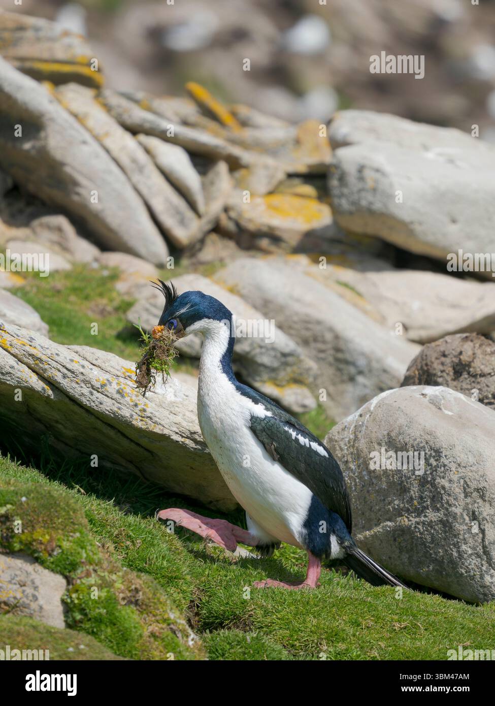 Imperial Shag also called King Shag, blue-eyed Shag, blue-eyed ...