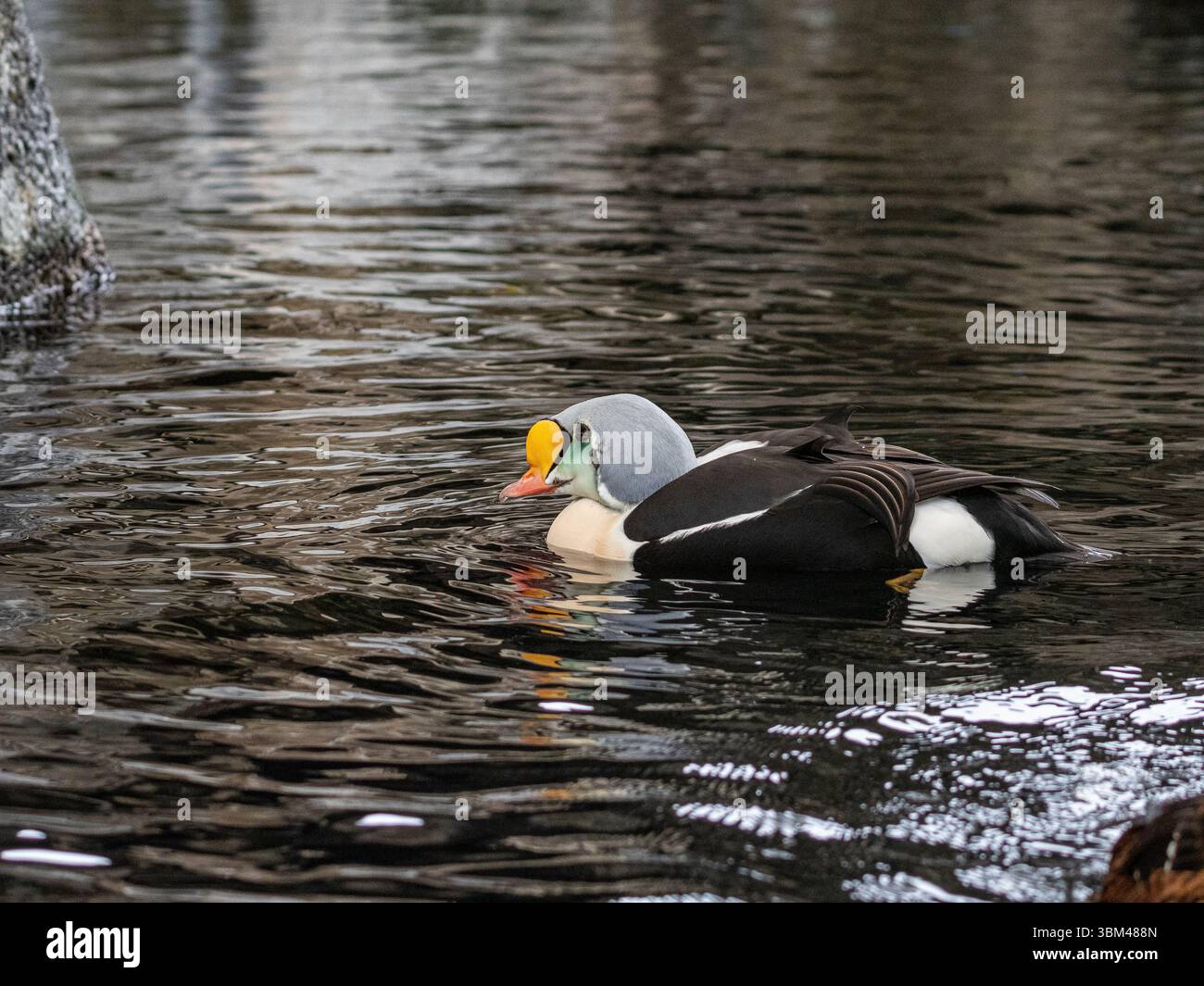 Eider center hi-res stock photography and images - Alamy