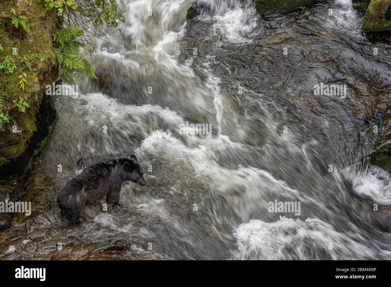 USA, Alaska. Black bear fishing at Anan Bear Observatory Stock Photo ...