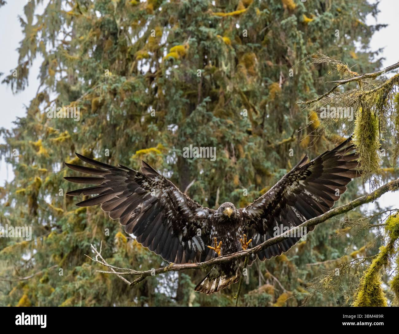 USA, Alaska. Immature bald eagle drying feathers, Tongass National Forest Stock Photo - Alamy
