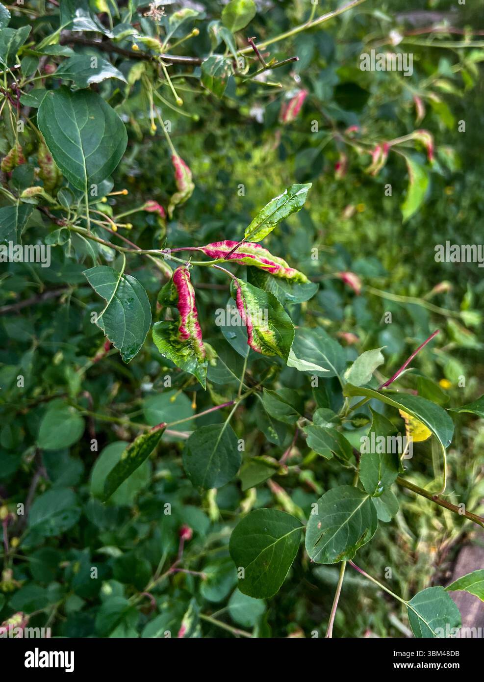 Curled apple tree leaves due to aphid dysaphis devecta or powdery ...