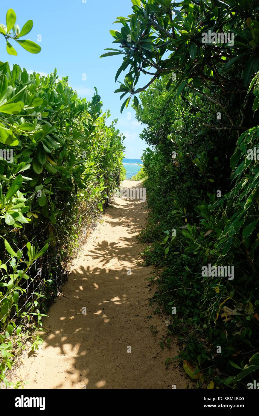A sandy beach path or trail leading to the beach and ocean between ...