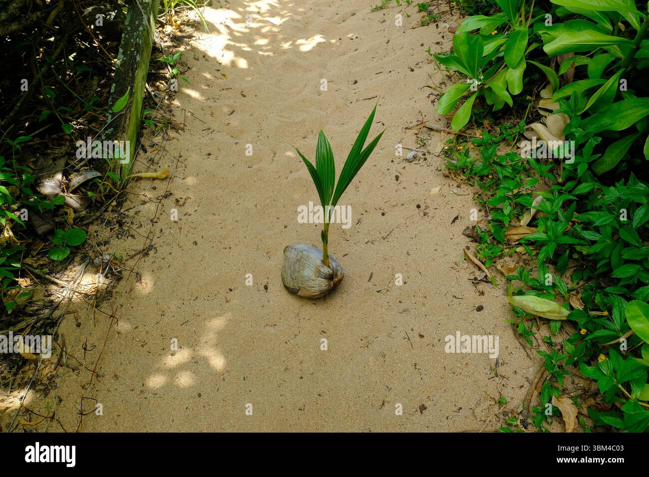 Sprouted coconut on beach in hi-res stock photography and images - Alamy