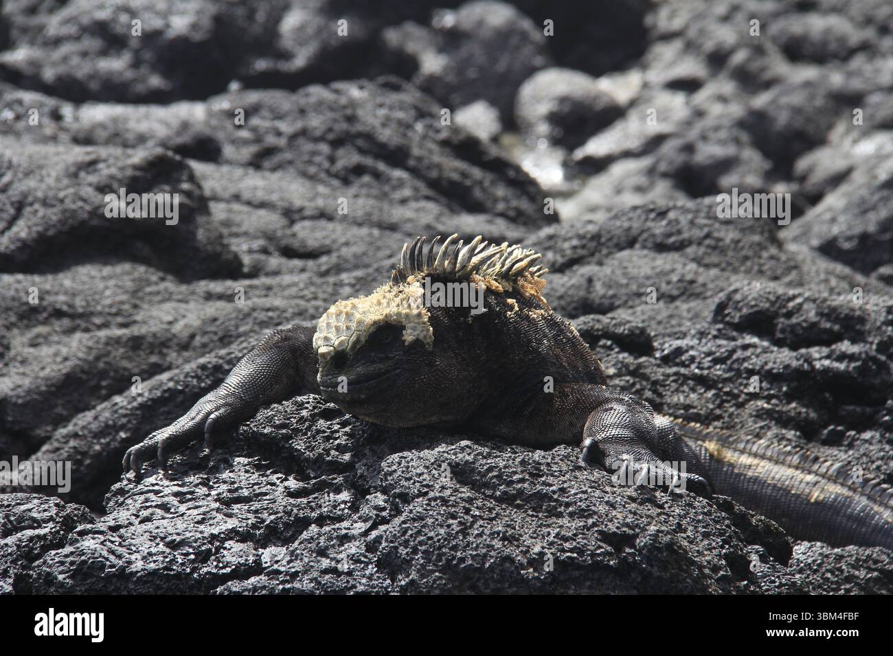 Poiquilotermia hi-res stock photography and images - Alamy