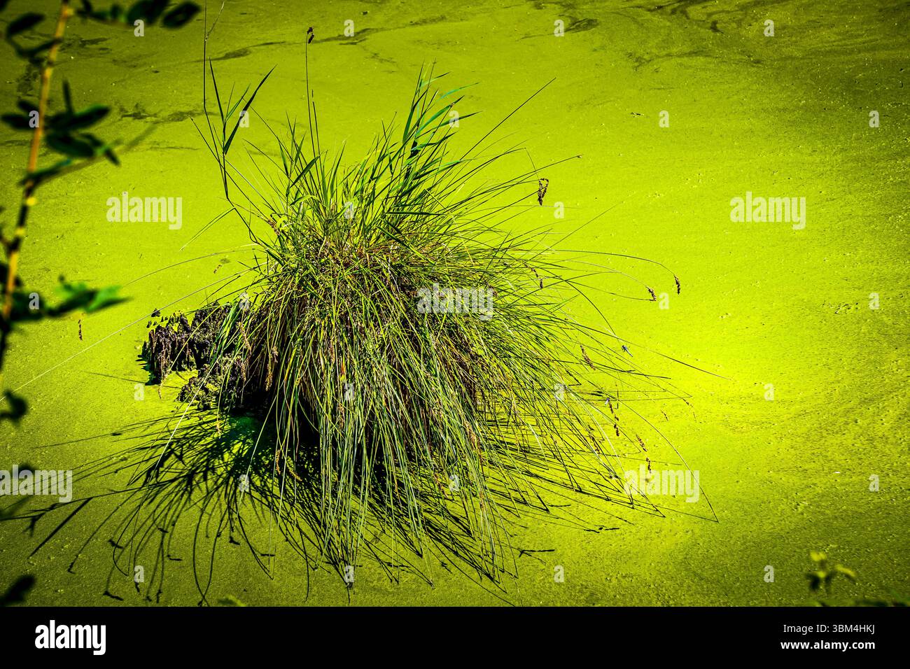 Water surface covered algae hi-res stock photography and images - Alamy