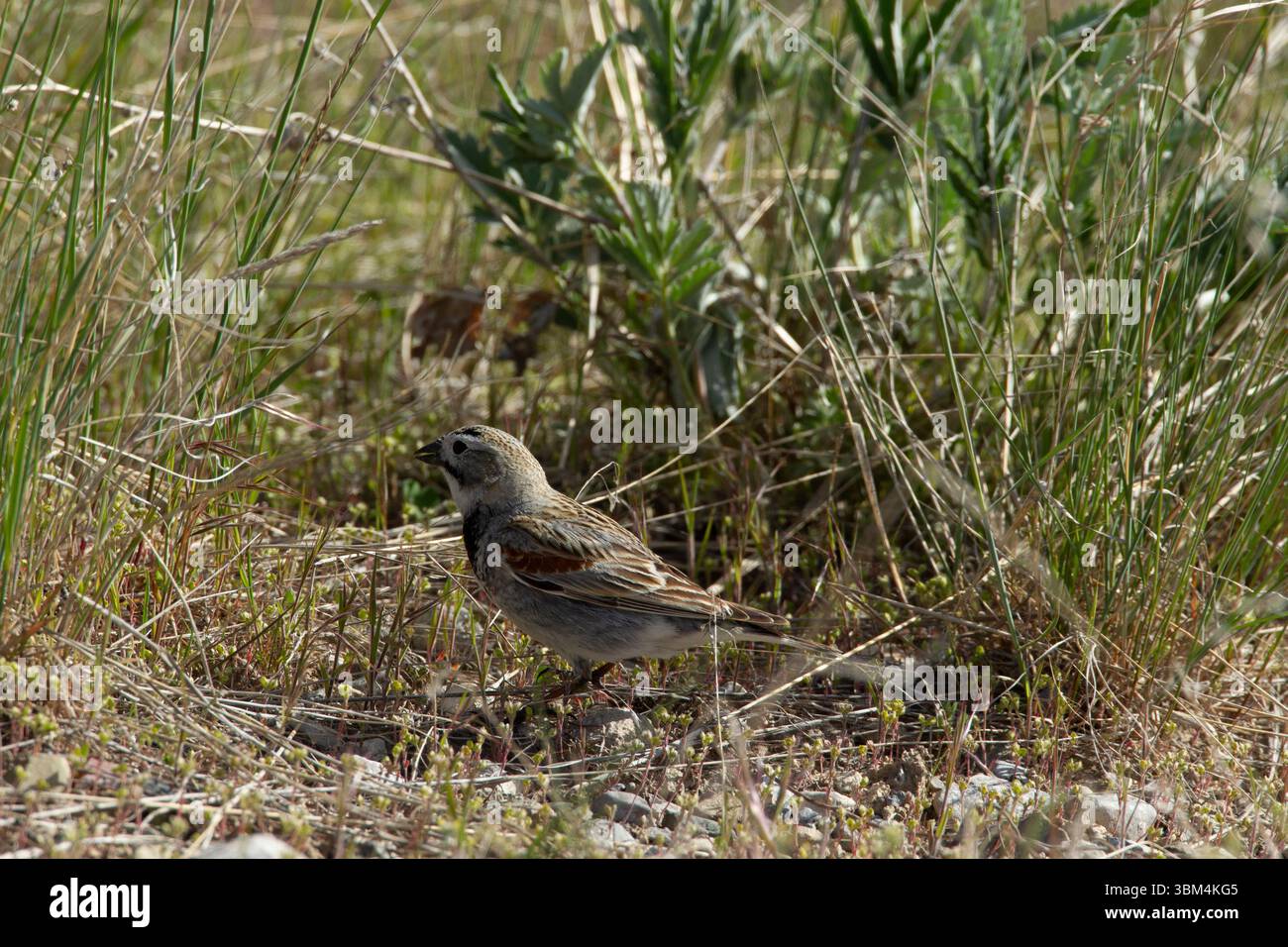 Male thick-billed longspur (Rhyncophanes mccownii) forages in short ...