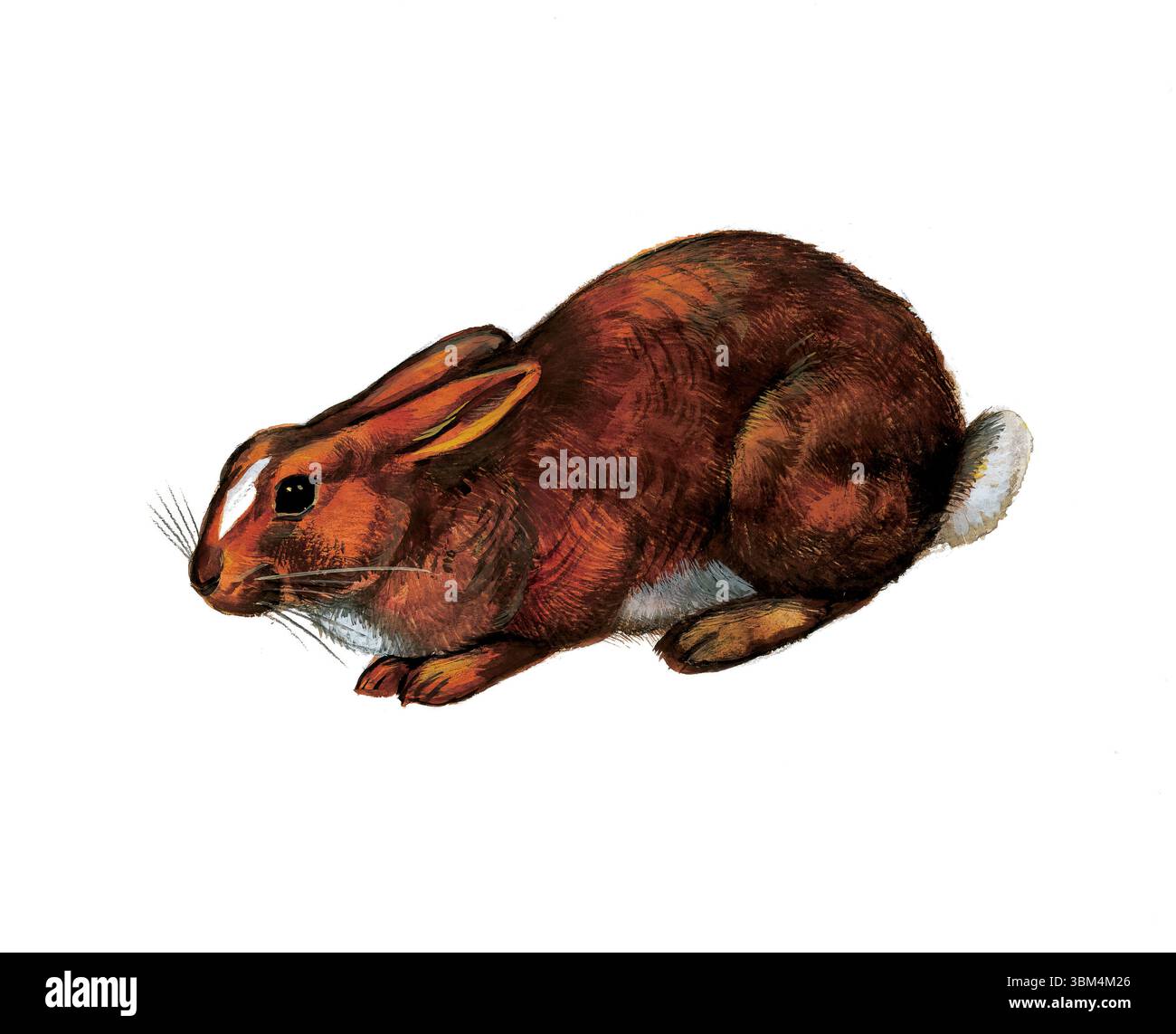 Illustration featuring a brown rabbit crouching on a clean white ...