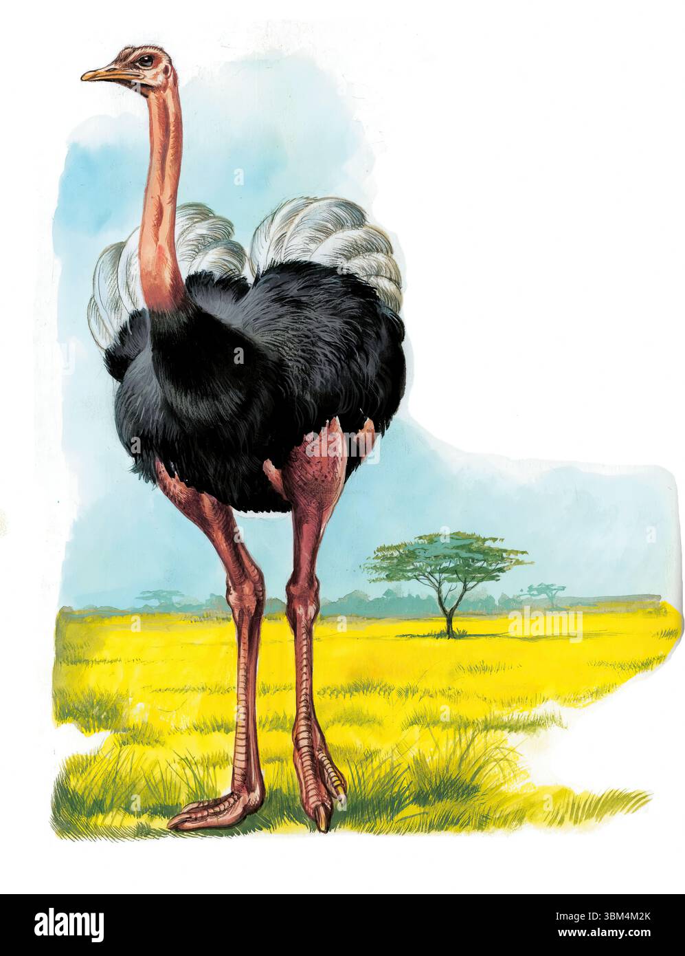 Illustration of an ostrich standing in the savanna with acacia tree in ...
