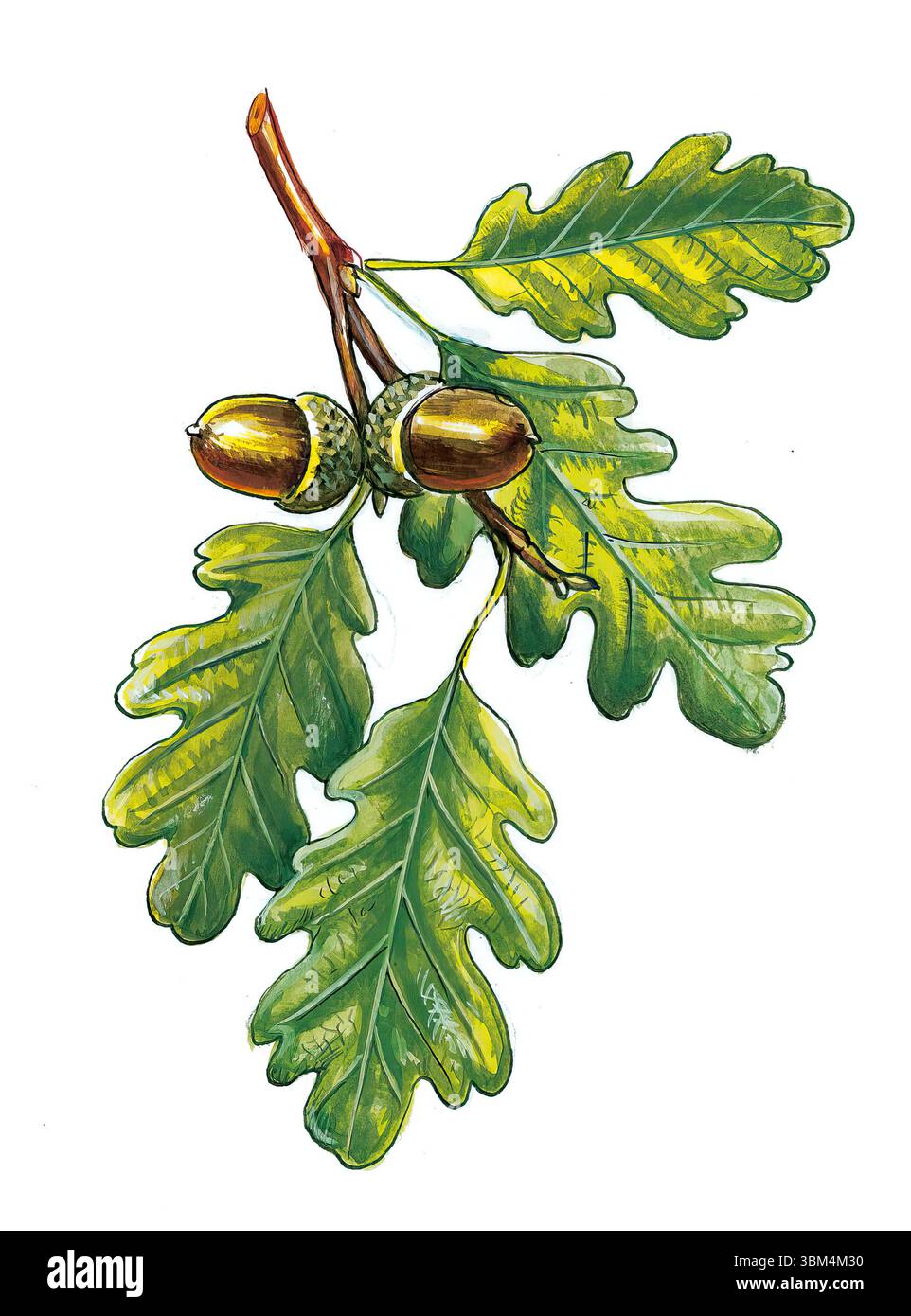 Intricate botanical illustration featuring Cut Out Stock Images ...