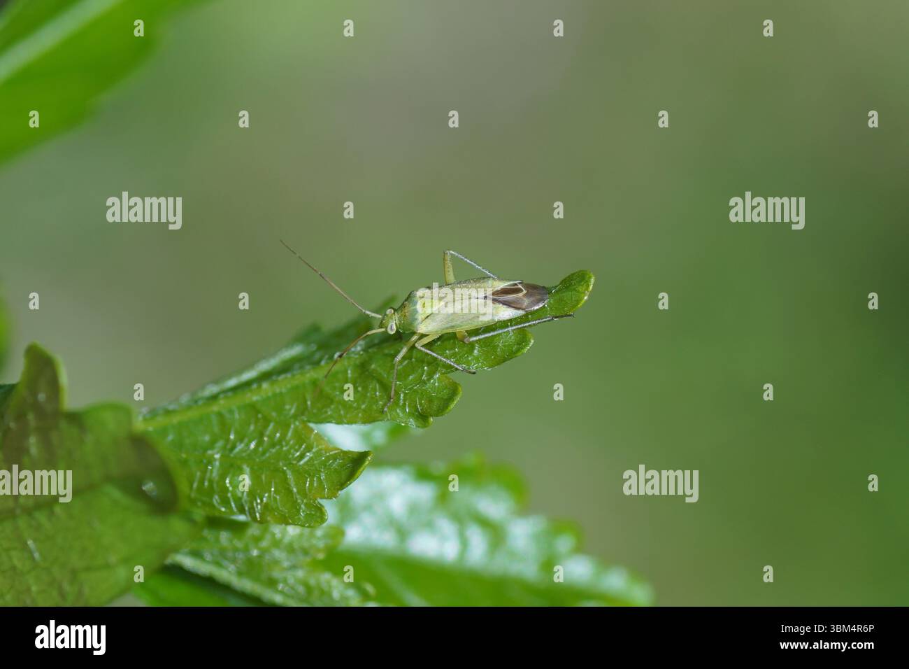Potato bug hi-res stock photography and images - Alamy