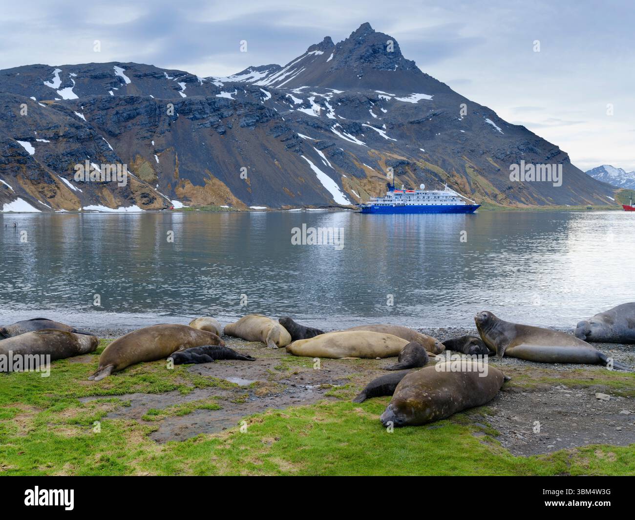 Harem. Southern elephant seal during mating season. In the background a ...