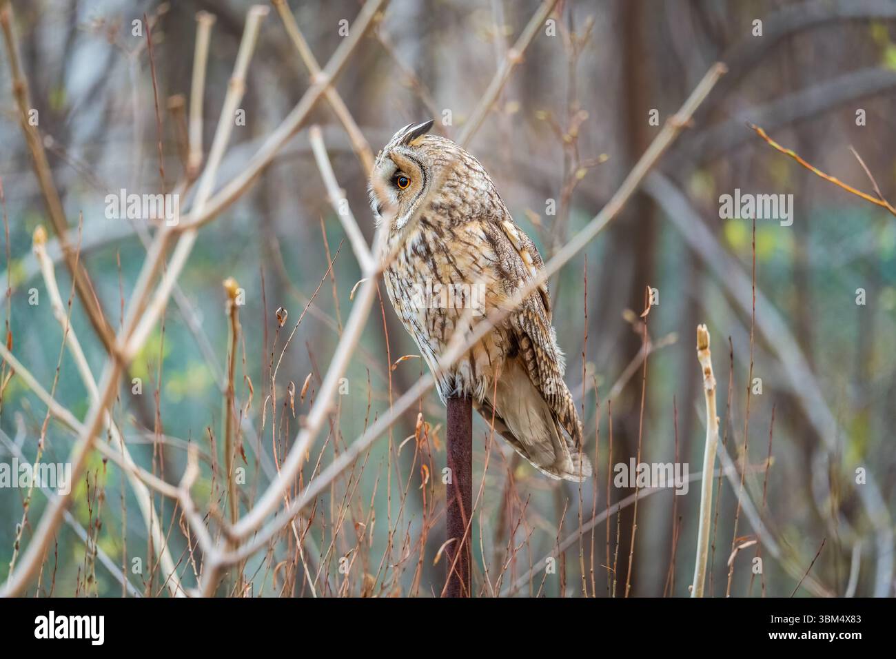 Long-eared owl looking forward with wide opened eyes. Long-eared owl ...