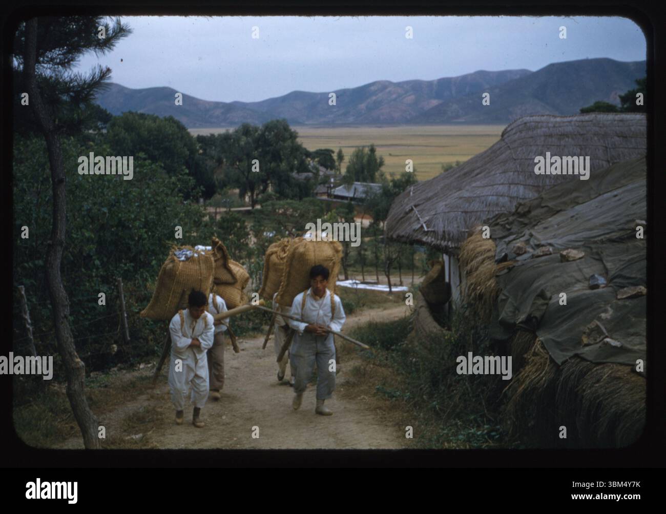 Farmers hauling heavy loads using traditional A-frame carriers (jige ...