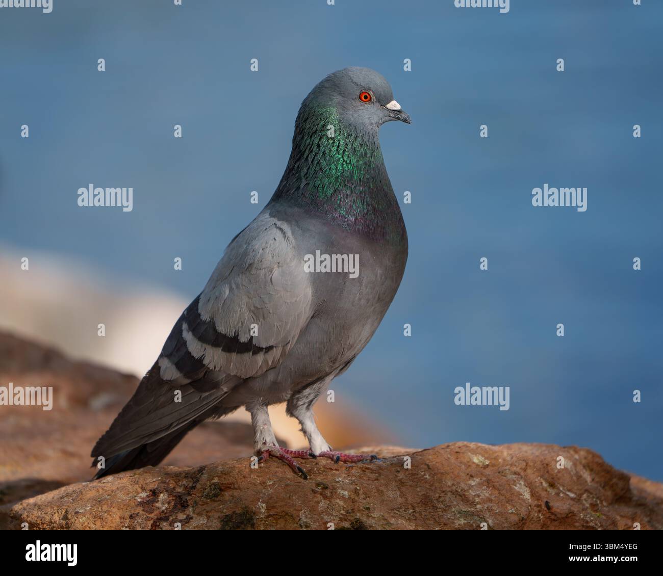 Rock pigeon in front of a blue background Stock Photo - Alamy