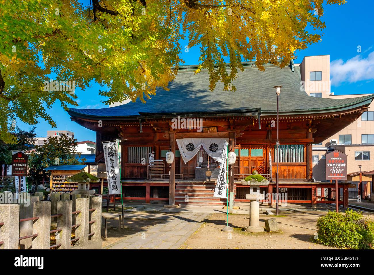 1250 year old gingko tree by the Main Hall of the Kokubunji temple ...