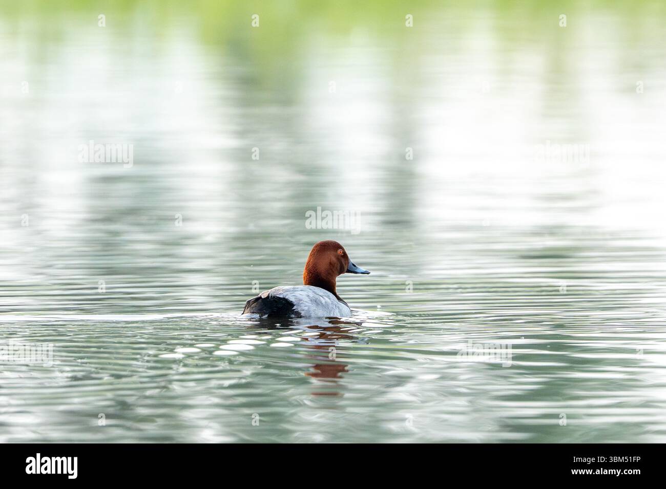 Common Pochard In The Lake Stock Photo - Alamy