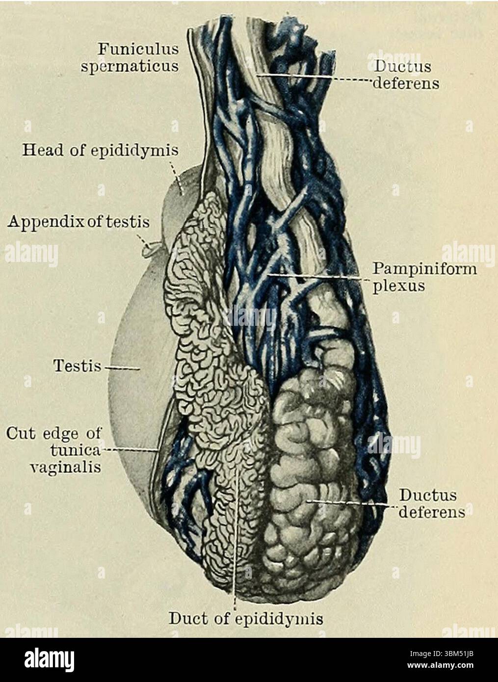 Left testis and epididymis viewed from behind, showing the ductus ...