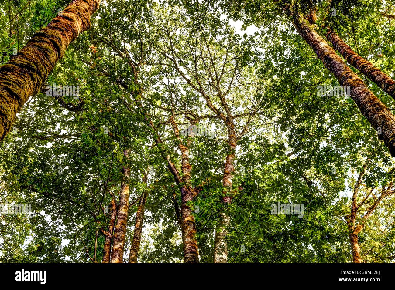 Lush rainforest scenery along a pathway in Ganges, Salt Spring Island ...