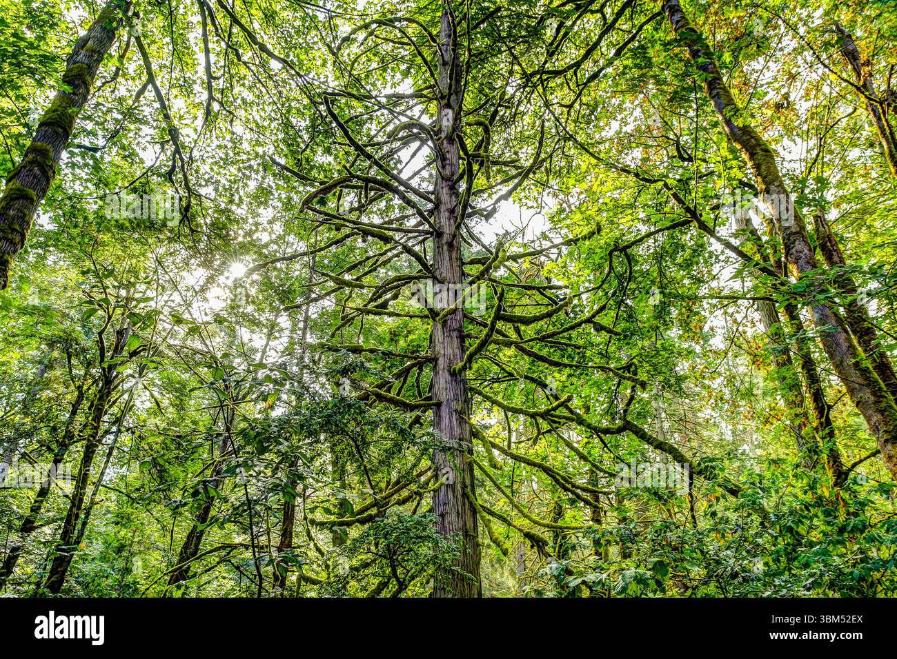 Lush rainforest scenery along a pathway in Ganges, Salt Spring Island ...