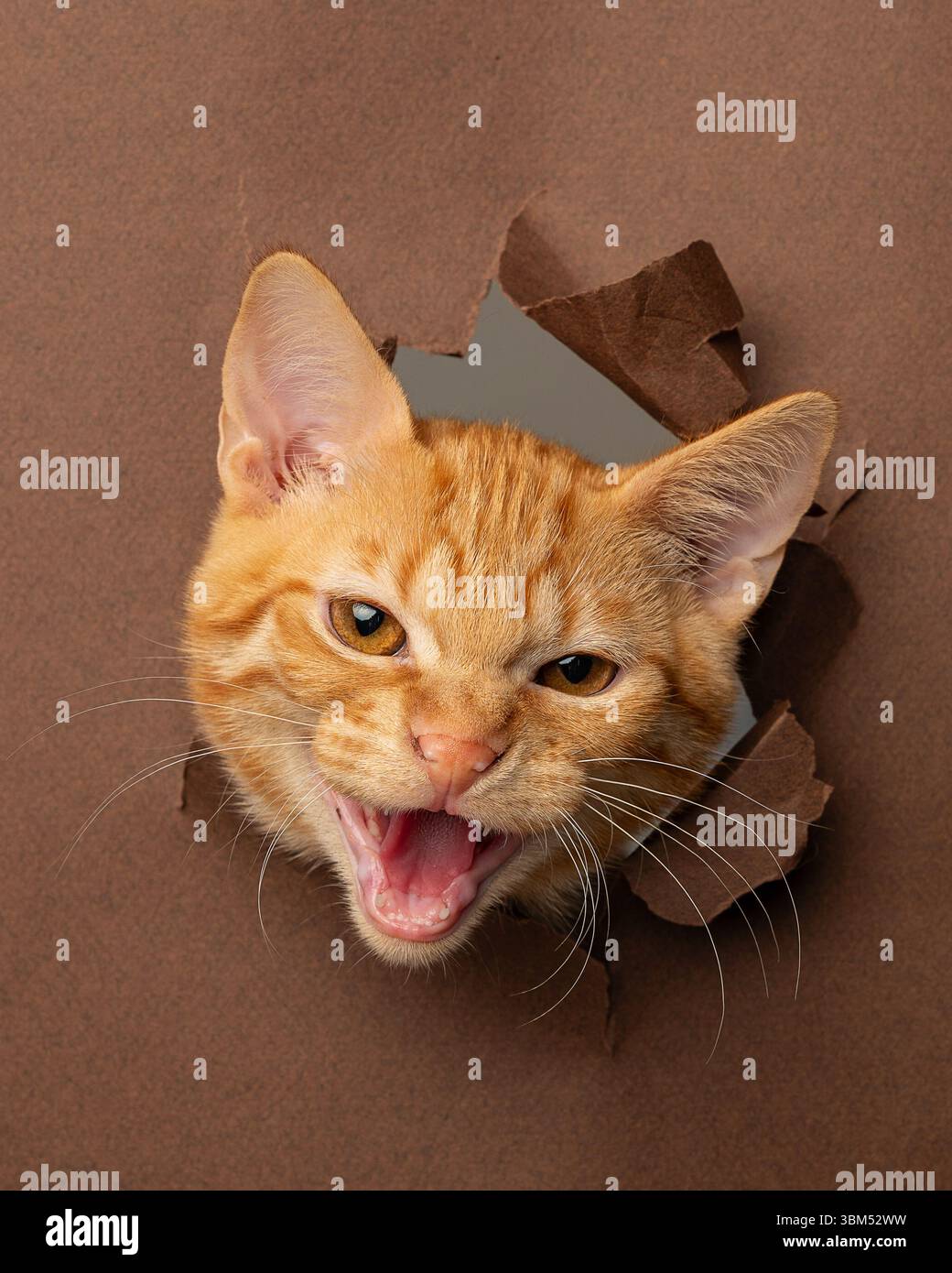 Angry orange tabby cat tearing through paper Stock Photo - Alamy