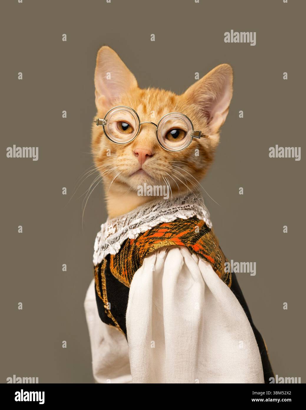 Funny ginger cat in vintage glasses Stock Photo - Alamy