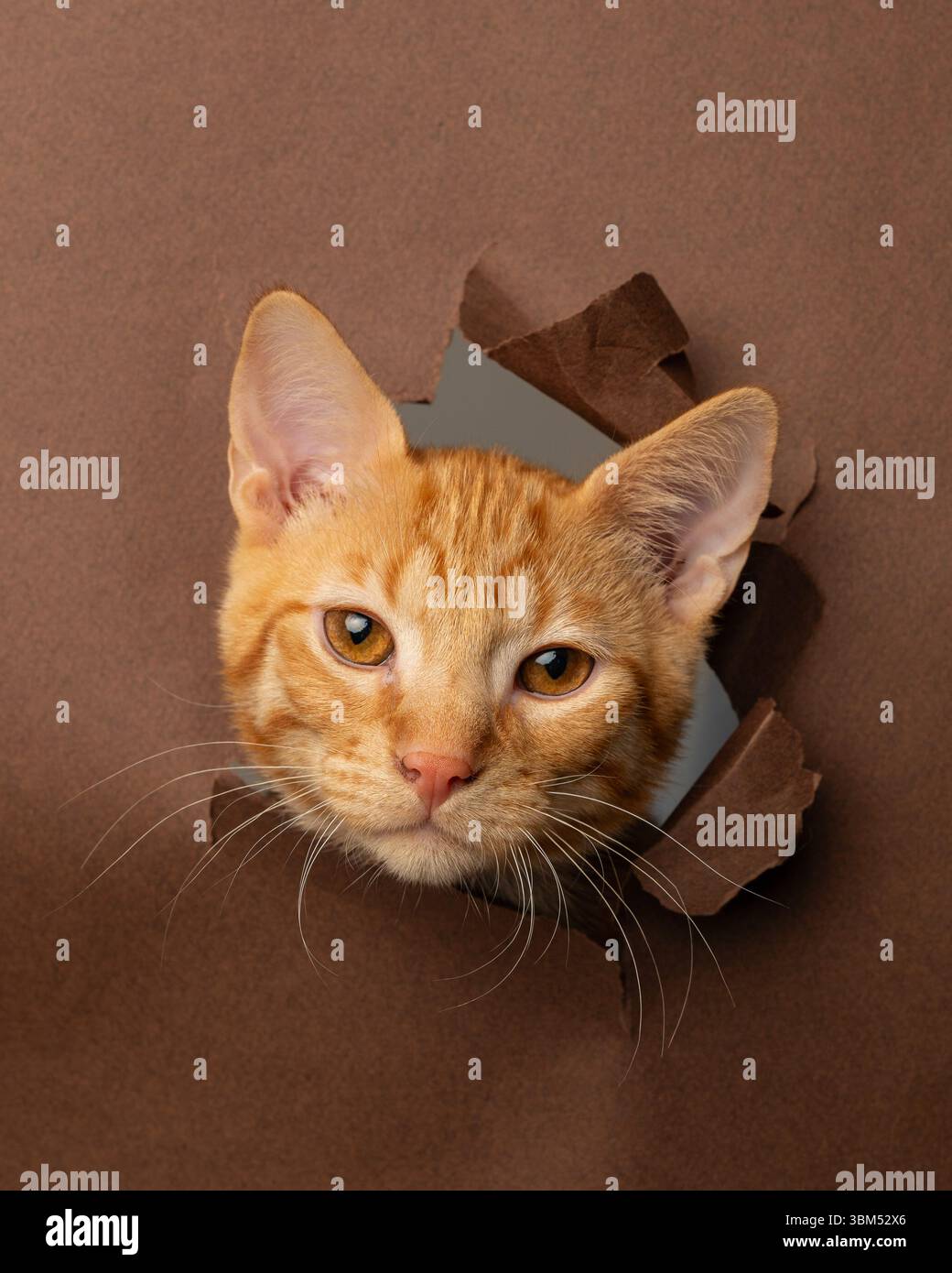 Calm orange tabby cat peeking through paper Stock Photo - Alamy