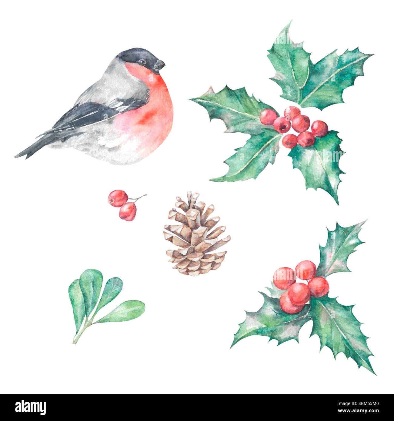 Holly plant illustration green leaves hi-res stock photography and ...