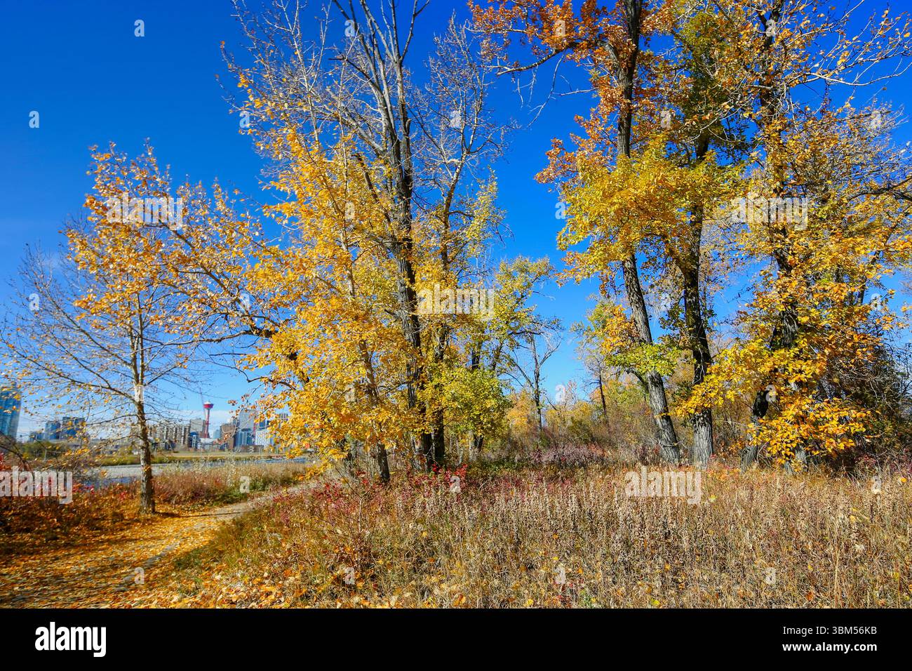 Fall colours on St. Patrick's Island in Calgary Stock Photo - Alamy