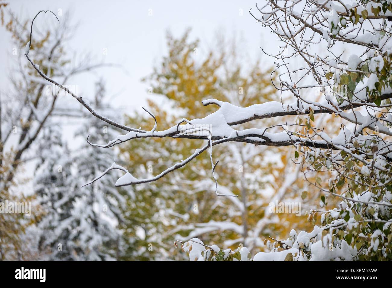 Landscapes of Calgary along the Elbow River pathways after a heavy ...