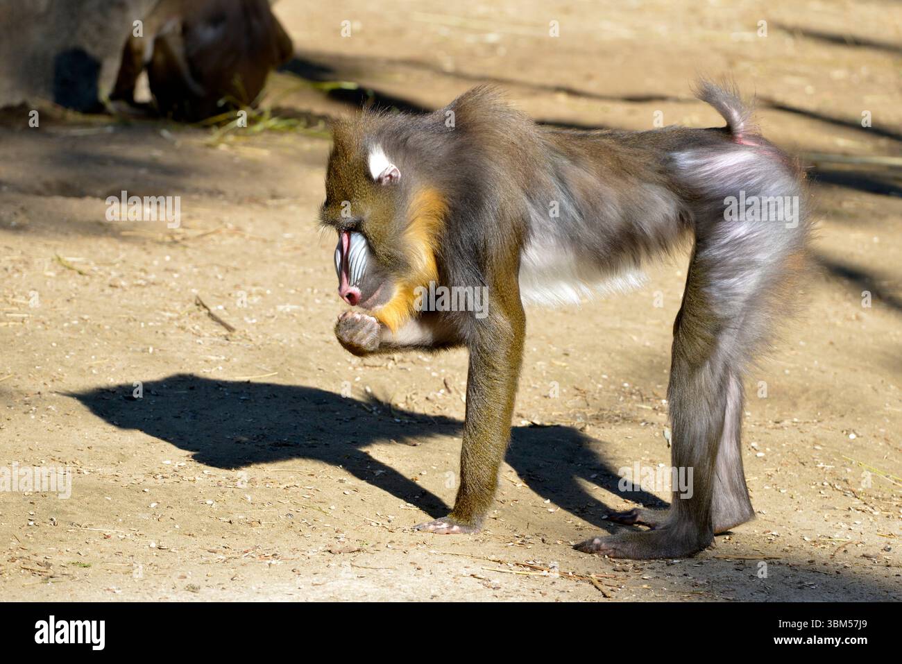 Mandrill (Mandrillus sphinx) standing on ground and seen from profile ...