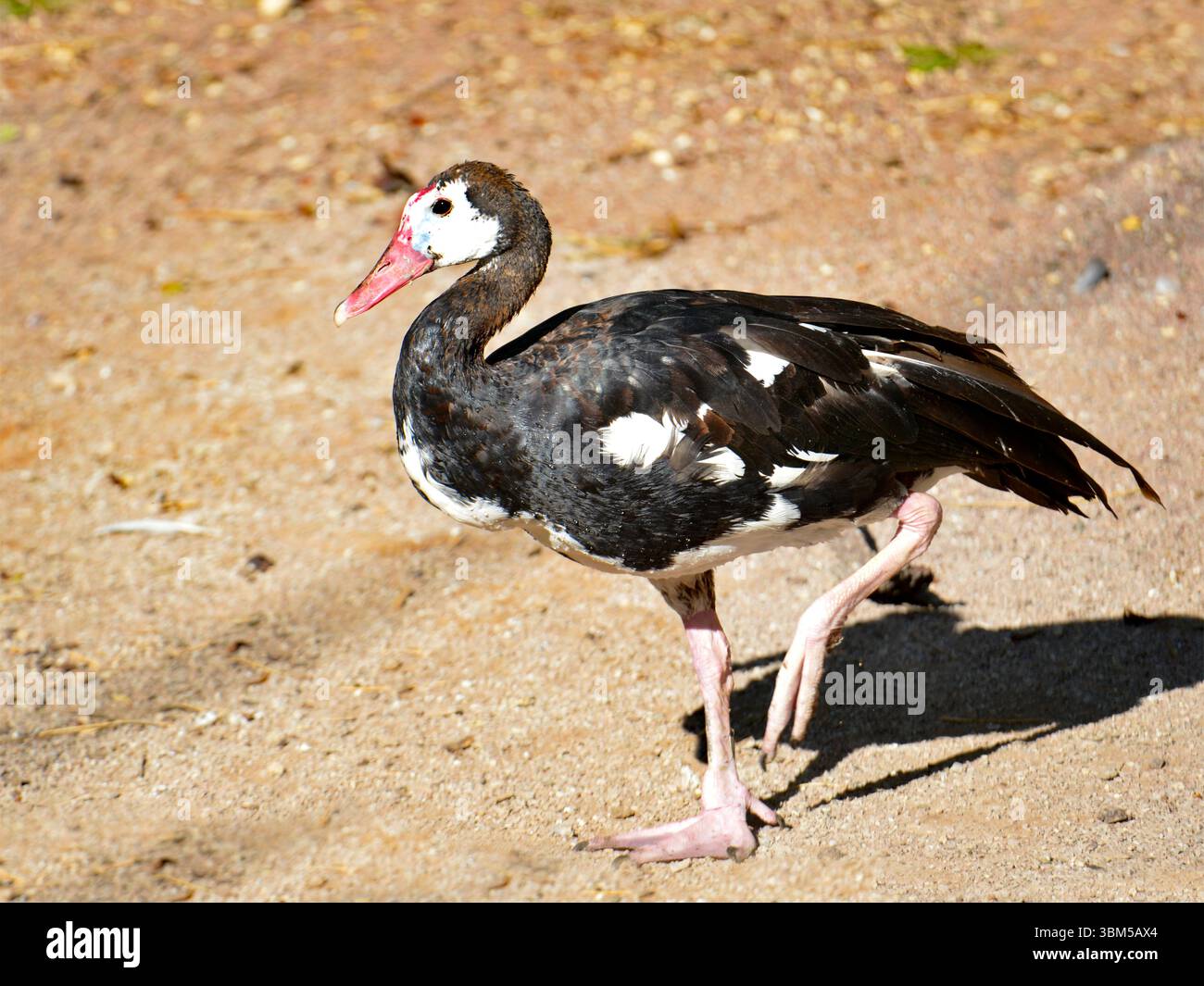 Spur-winged goose (Plectropterus gambensis) raising a paw on the ground ...
