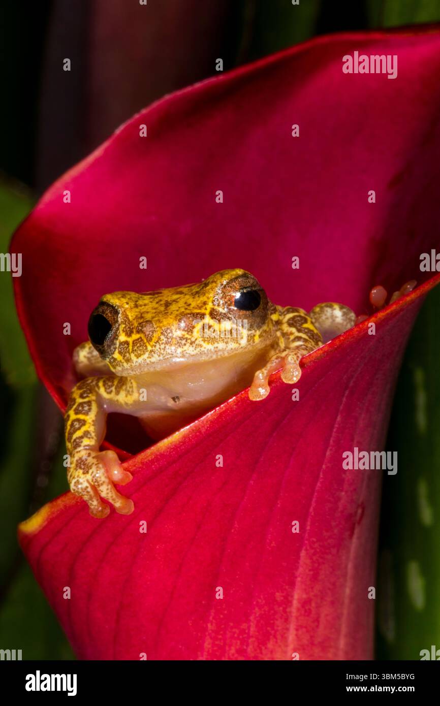 Reticulated clown tree frog resting in calla lily Stock Photo - Alamy