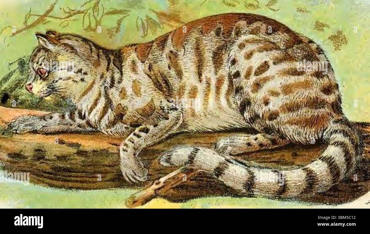 Leopardus colocolo hi-res stock photography and images - Alamy