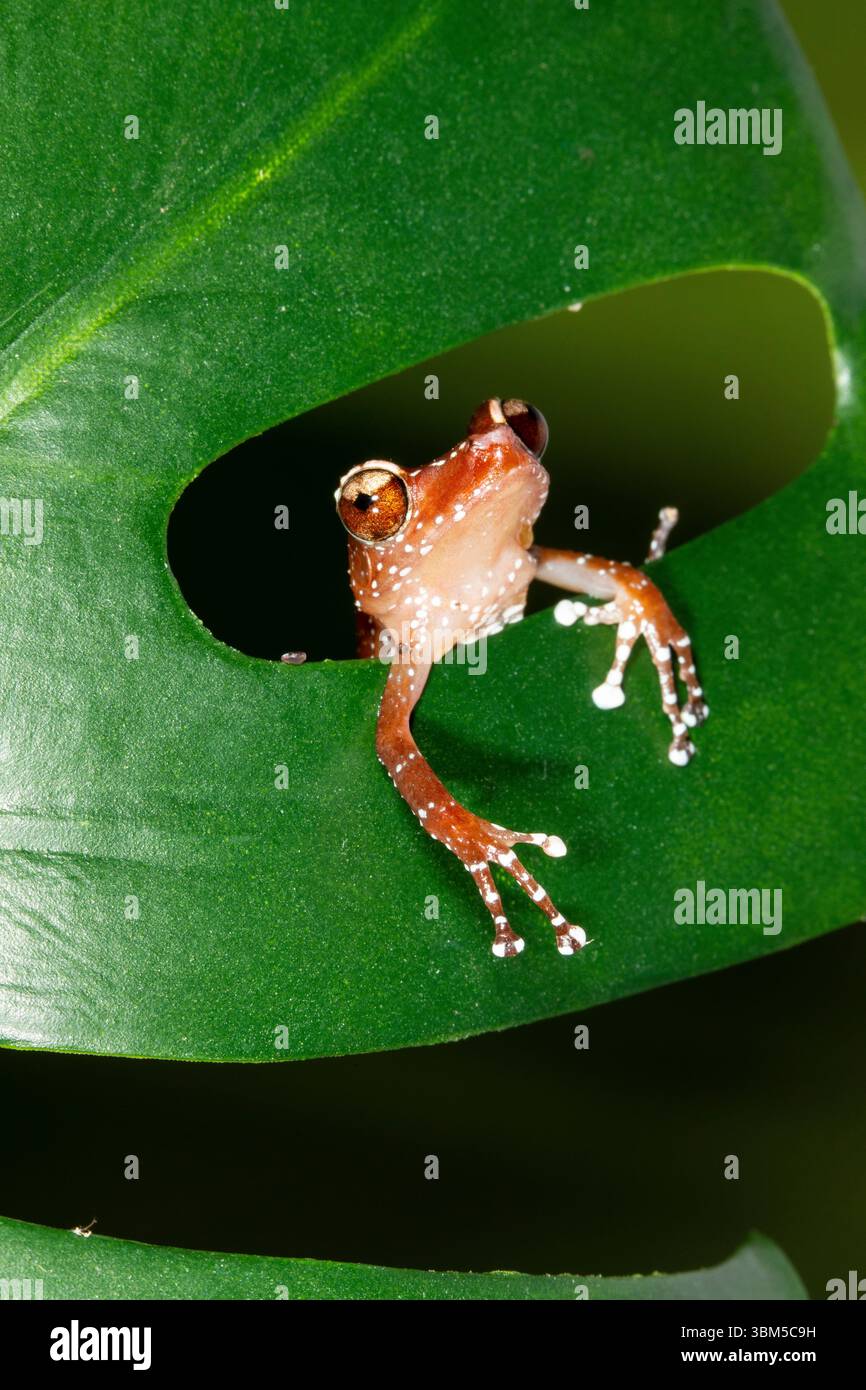 Cinnamon tree frog Stock Photo - Alamy