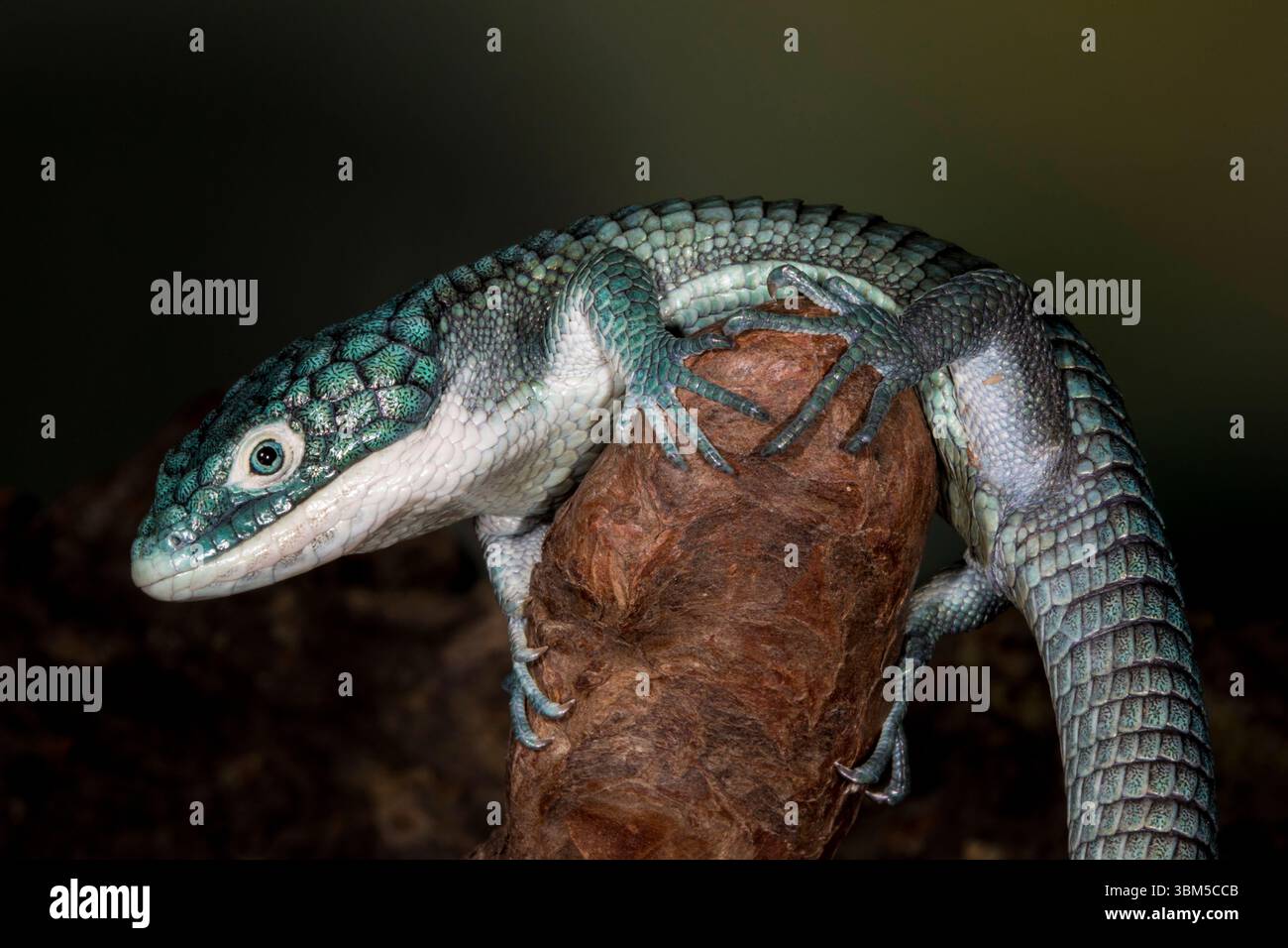 Mexican alligator lizard Stock Photo - Alamy