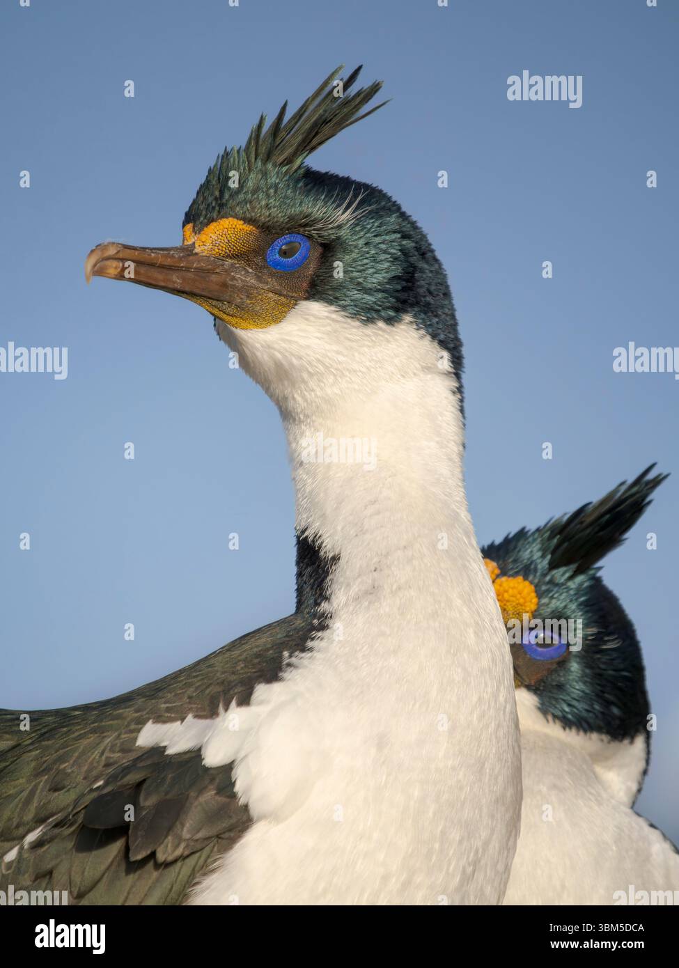 Imperial Shag also called King Shag, blue-eyed Shag, blue-eyed ...