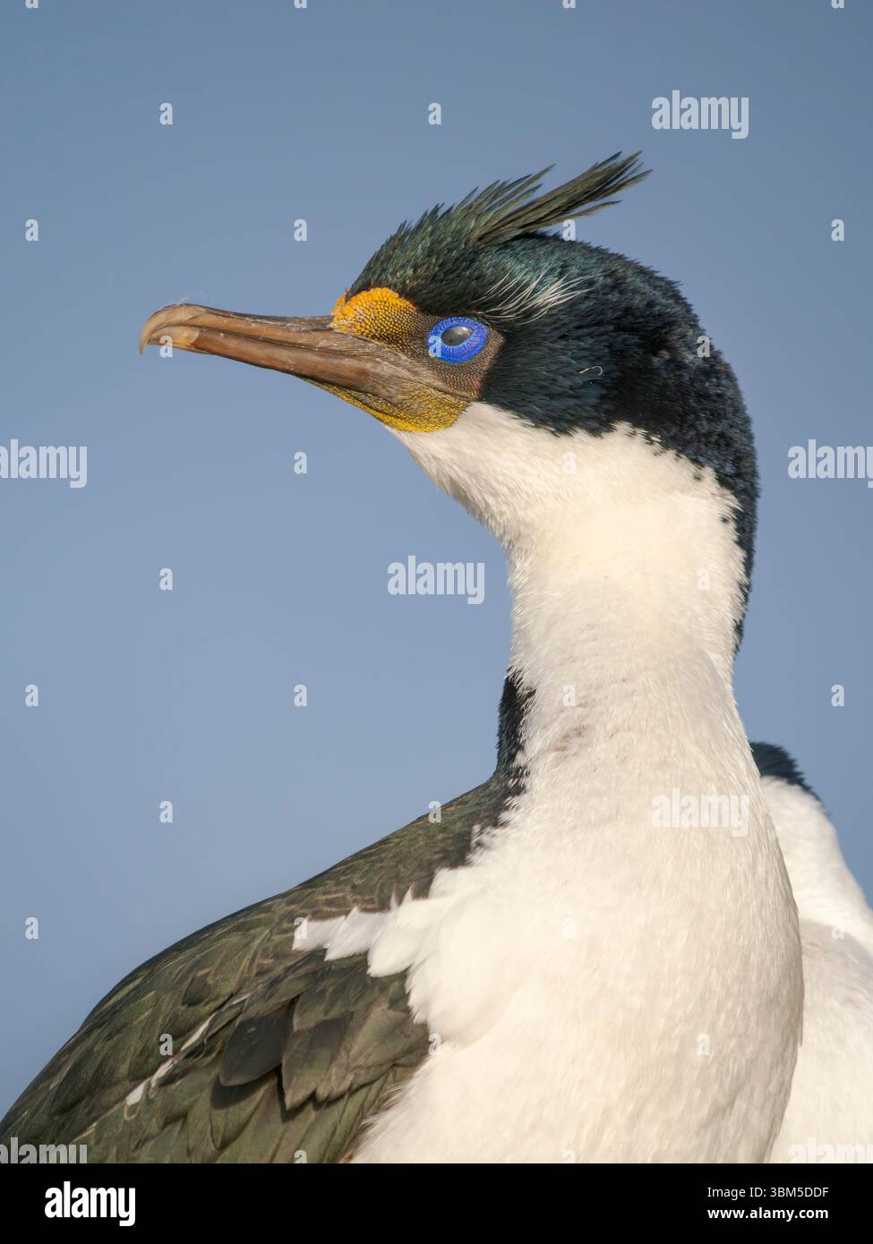 Imperial Shag also called King Shag, blue-eyed Shag, blue-eyed ...