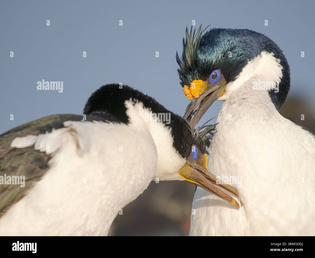 Imperial Shag also called King Shag, blue-eyed Shag, blue-eyed ...