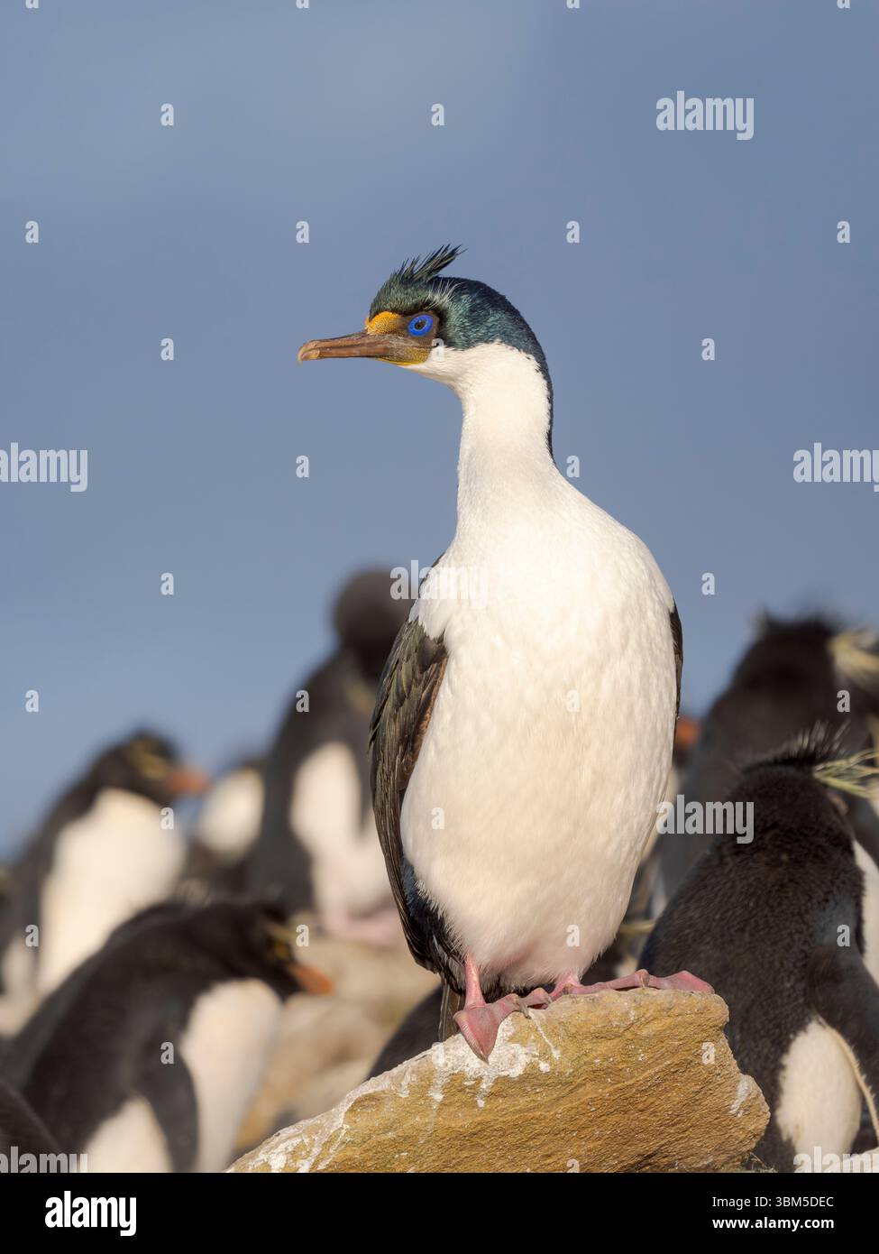 Imperial Shag also called King Shag, blue-eyed Shag, blue-eyed ...