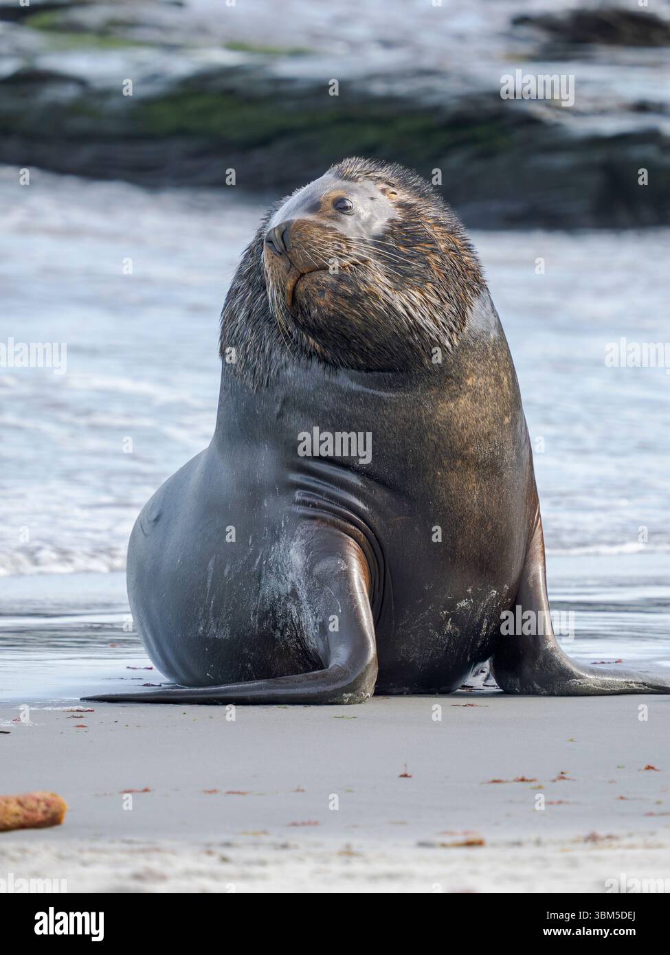 Bull on beach of Sea Lion Island. South American Sea Lion. South ...
