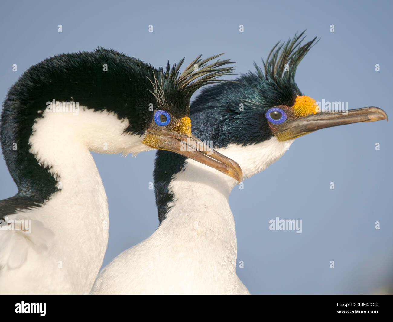 Imperial Shag also called King Shag, blue-eyed Shag, blue-eyed ...