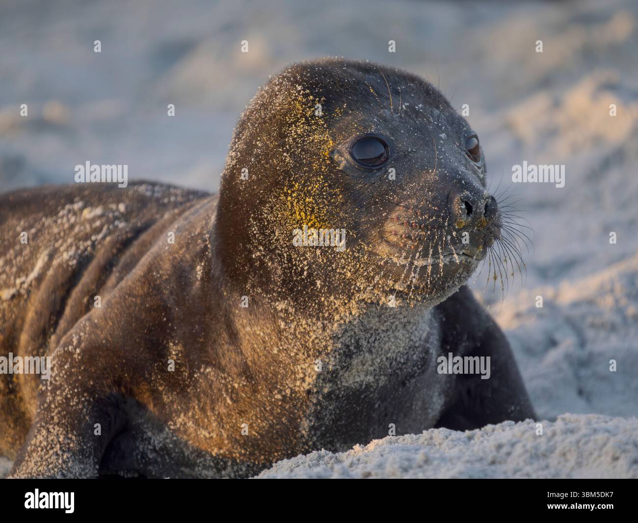 Pup of southern elephant seal during mating season on beach of Sea Lion ...