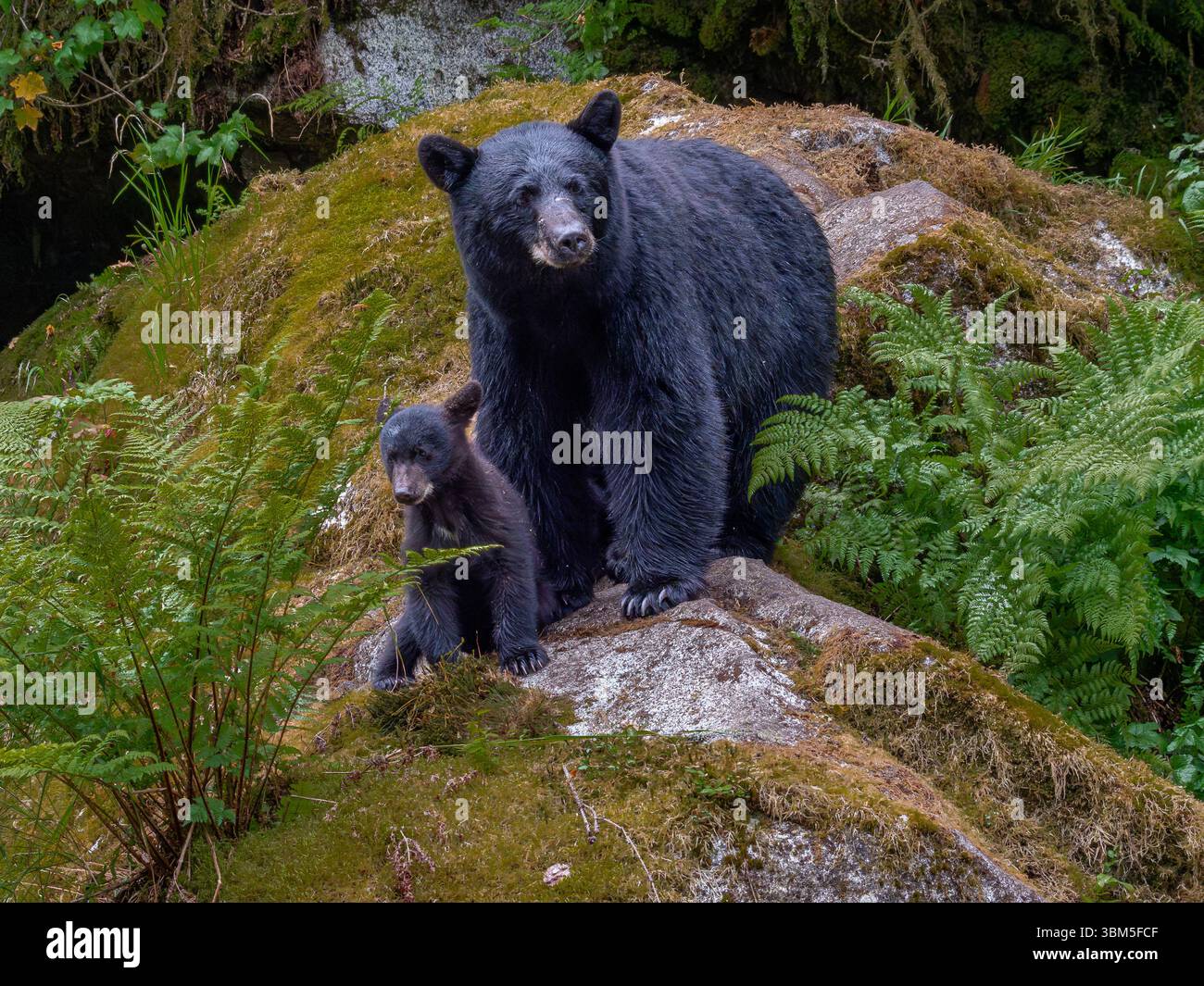 USA, Alaska. Mother black bear with cub, Anan Bear Observatory Stock ...