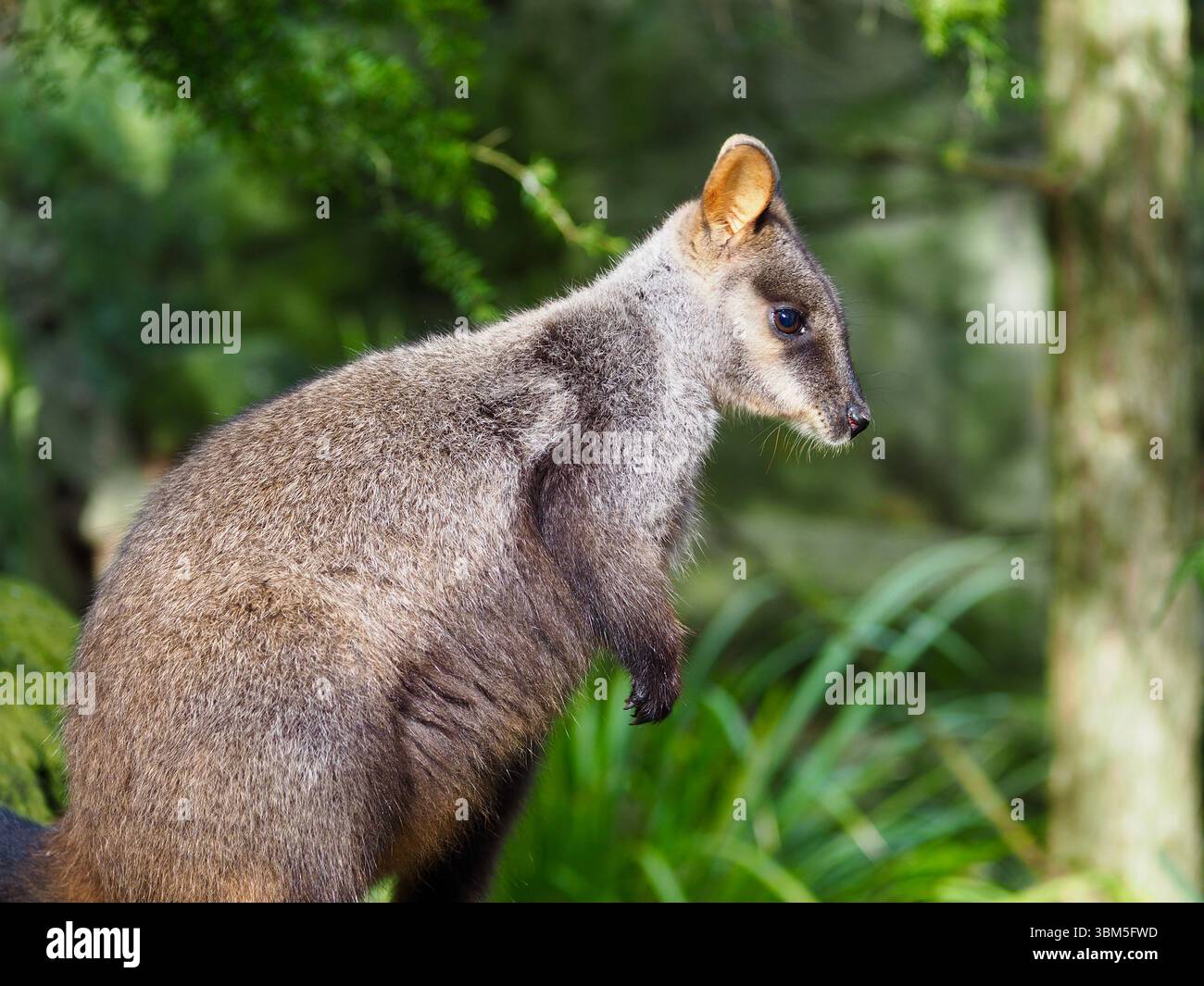 Foxes mating hi-res stock photography and images - Alamy