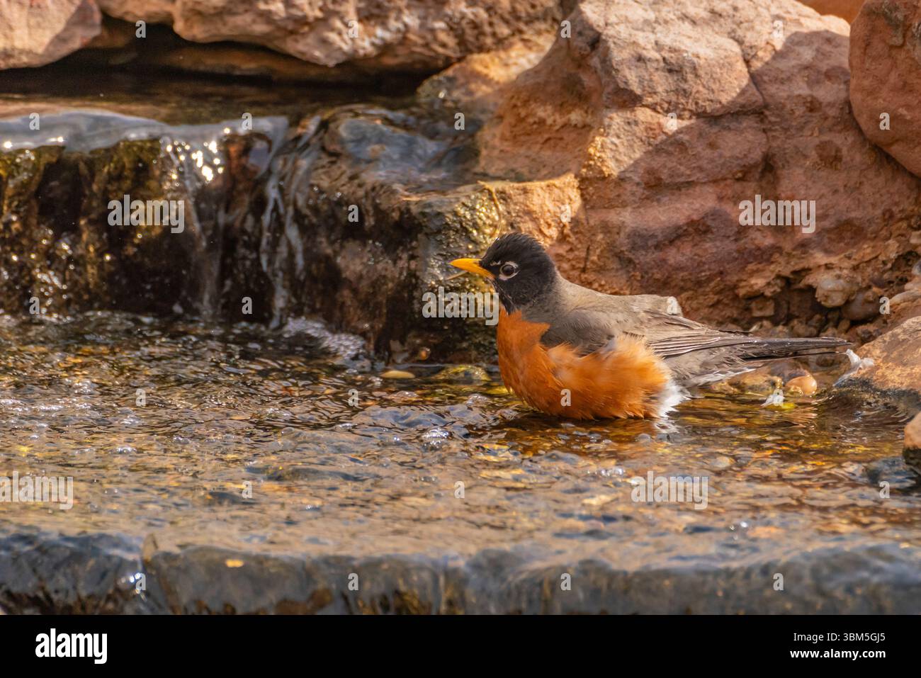 USA, New Mexico. American robin bathing in waterfall fountain Stock ...