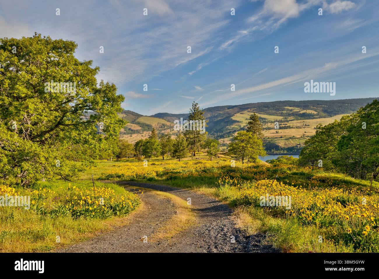USA, Oregon, Mosier. Gravel road amongst Landscape of balsamroot and ...